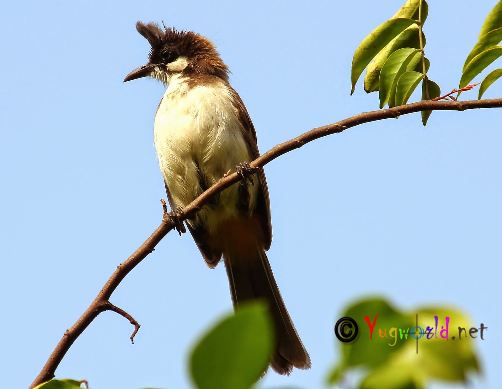 Red Whiskered Bulbul (Juvenile) | YuGWoRLD