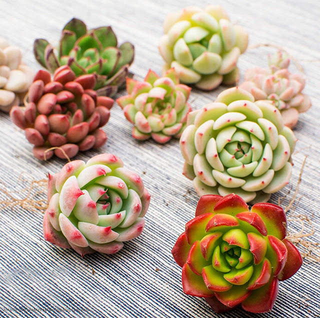 Evergreen Tree planting: Unique Real-Live Succulent Plants- Special ...