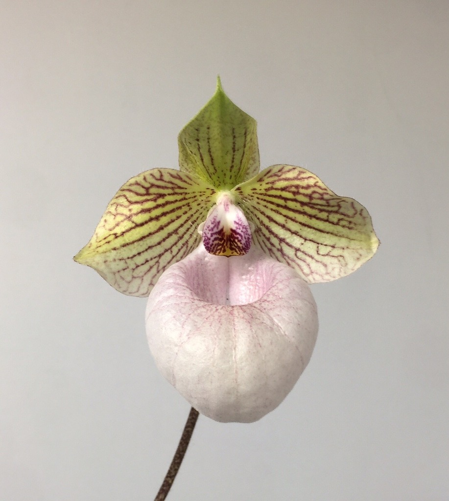 蘭花的故事: Paphiopedilum × fanaticum 梵天拖鞋蘭
