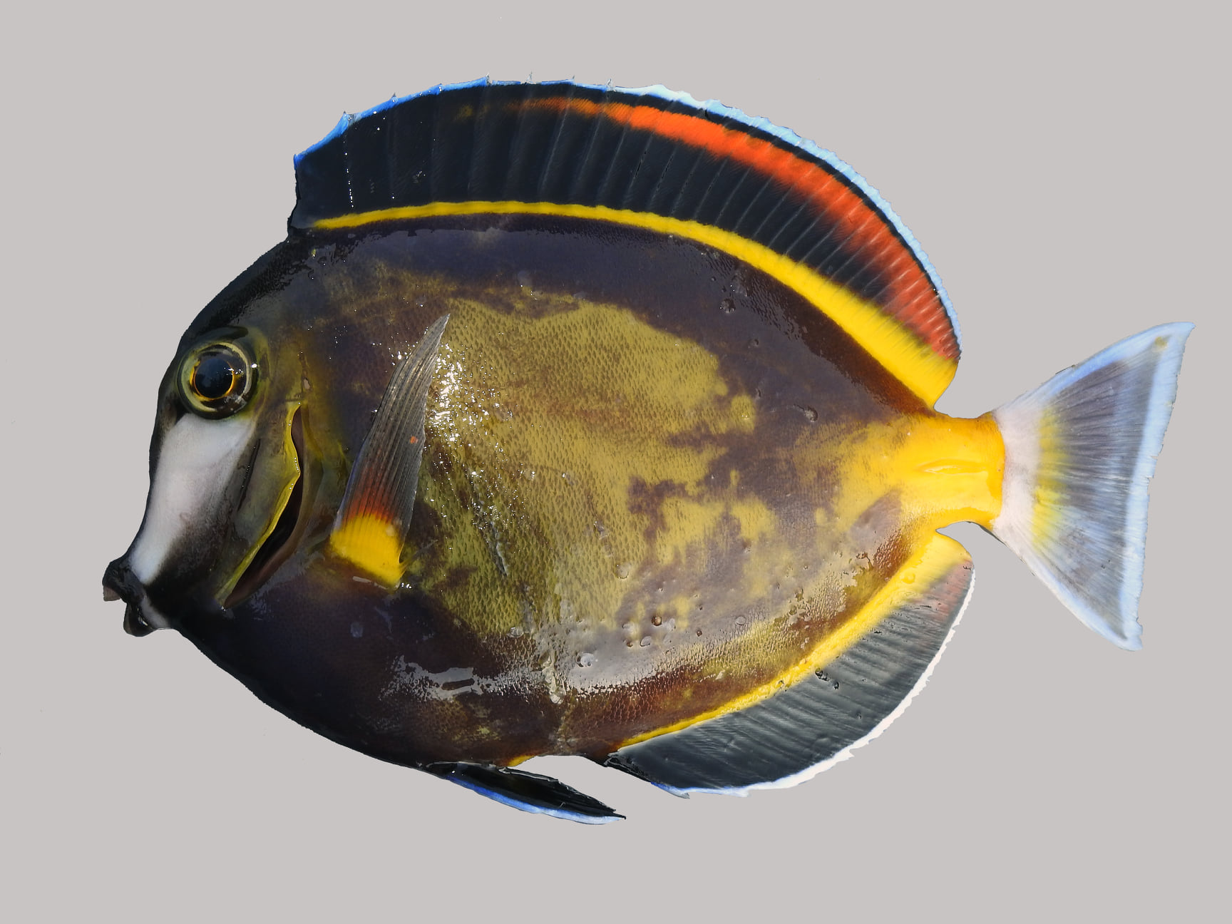 Surgeonfish (family Acanthuridae) : Charismatic Fishes in the Wild ...
