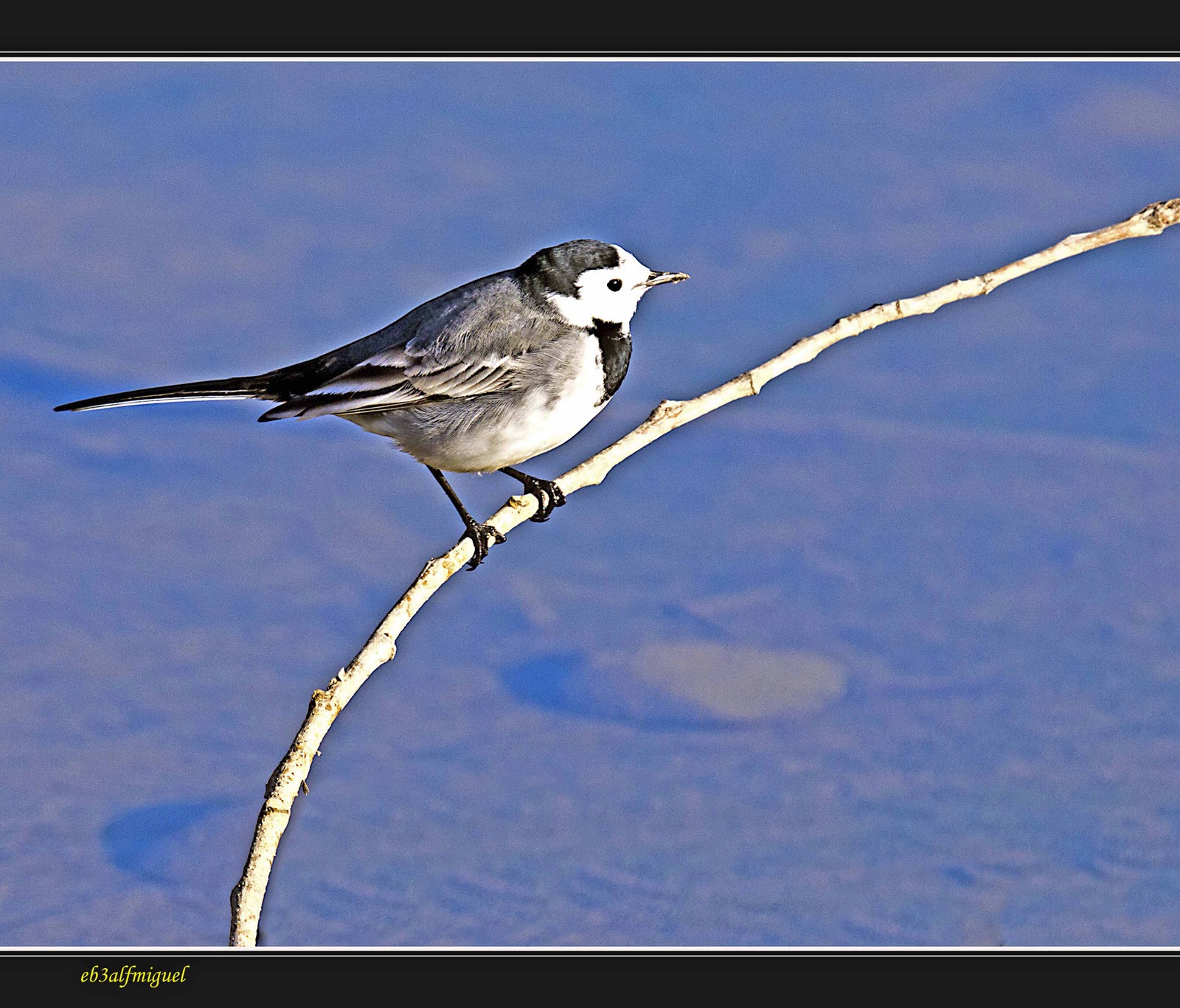 Miguel fotografia: Lavandera Blanca (Motacilla alba)