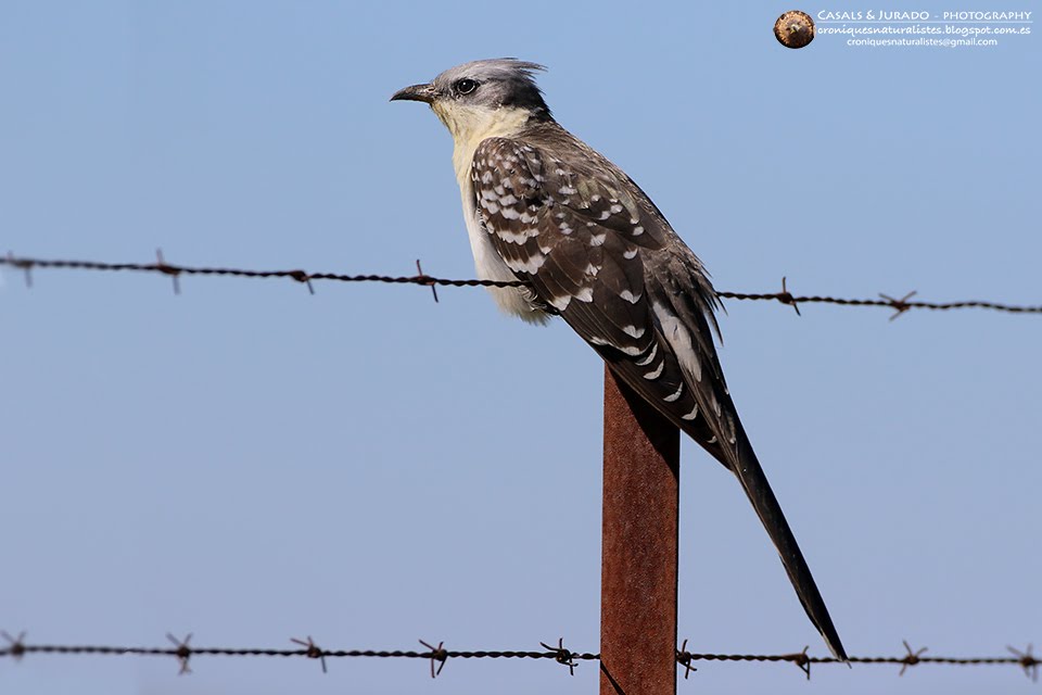 CRÒNIQUES NATURALISTES: FOTOS D'ALTRES GRUPS D'AUS