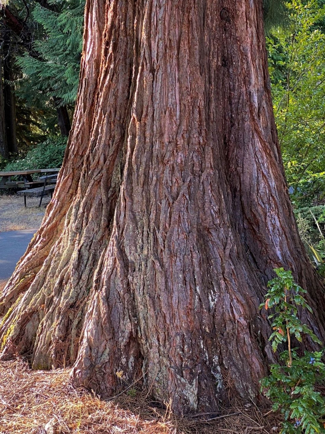 Shoreline Area News: The Amazing Sequoia!