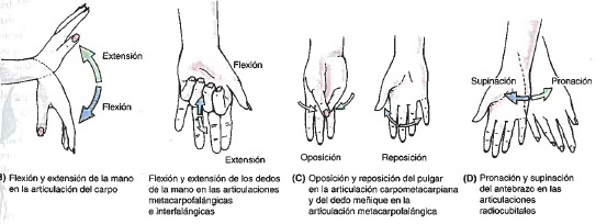 Morfofisiología I: GENERALIDADES DE ANATOMÍA