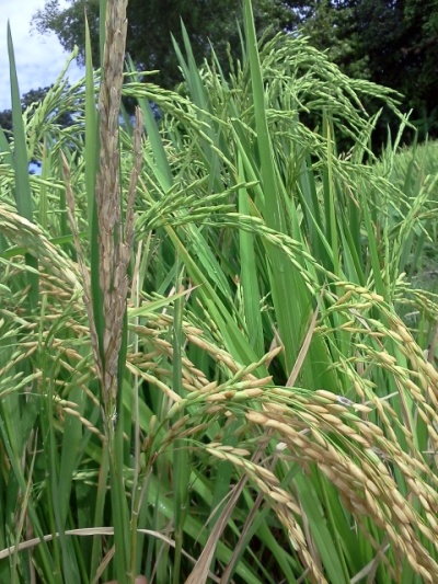 Soendoel Blog: Semakin Berisi Semakin Merunduk