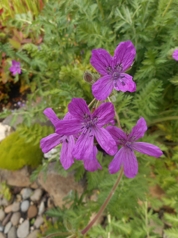 Gardening With Grace: Plant of the Week: Erodium manescavi