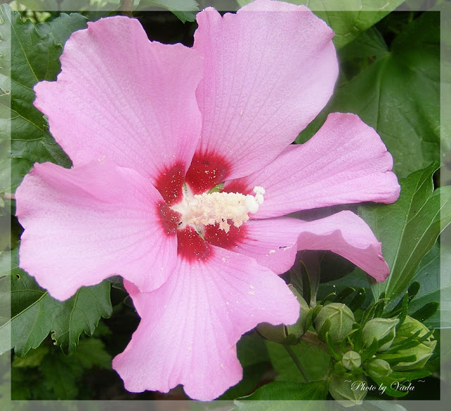 Photos by Vada: Rose of Sharon