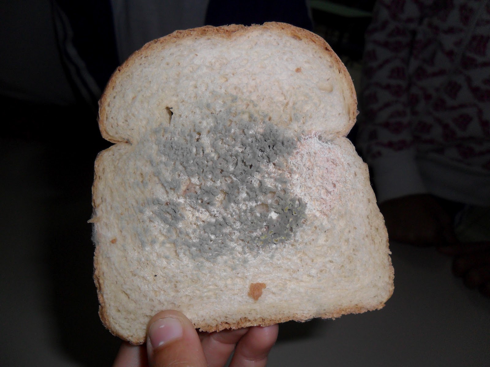 Escola Municipal Jandira da Silva: EXPERIÊNCIA COM O BOLOR