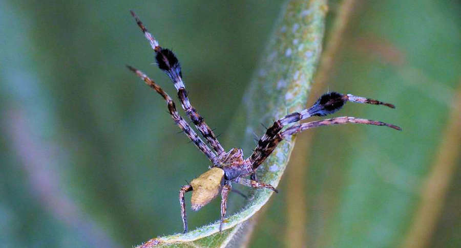 Variety of Life: Thomisidae