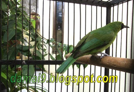 TERAPI CARA MEMBUAT CUCAK IJO/IJO MINI AGAR LEBIH GACOR DARI SEBELUMNYA ...