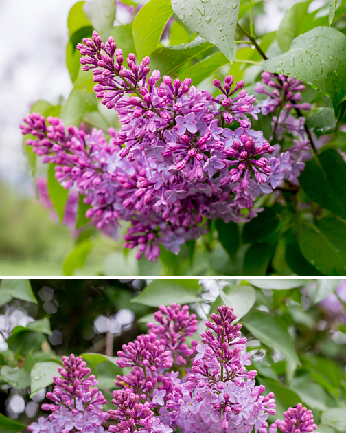 Beyond the Fields We Know: The Scent of Rainwashed Lilacs