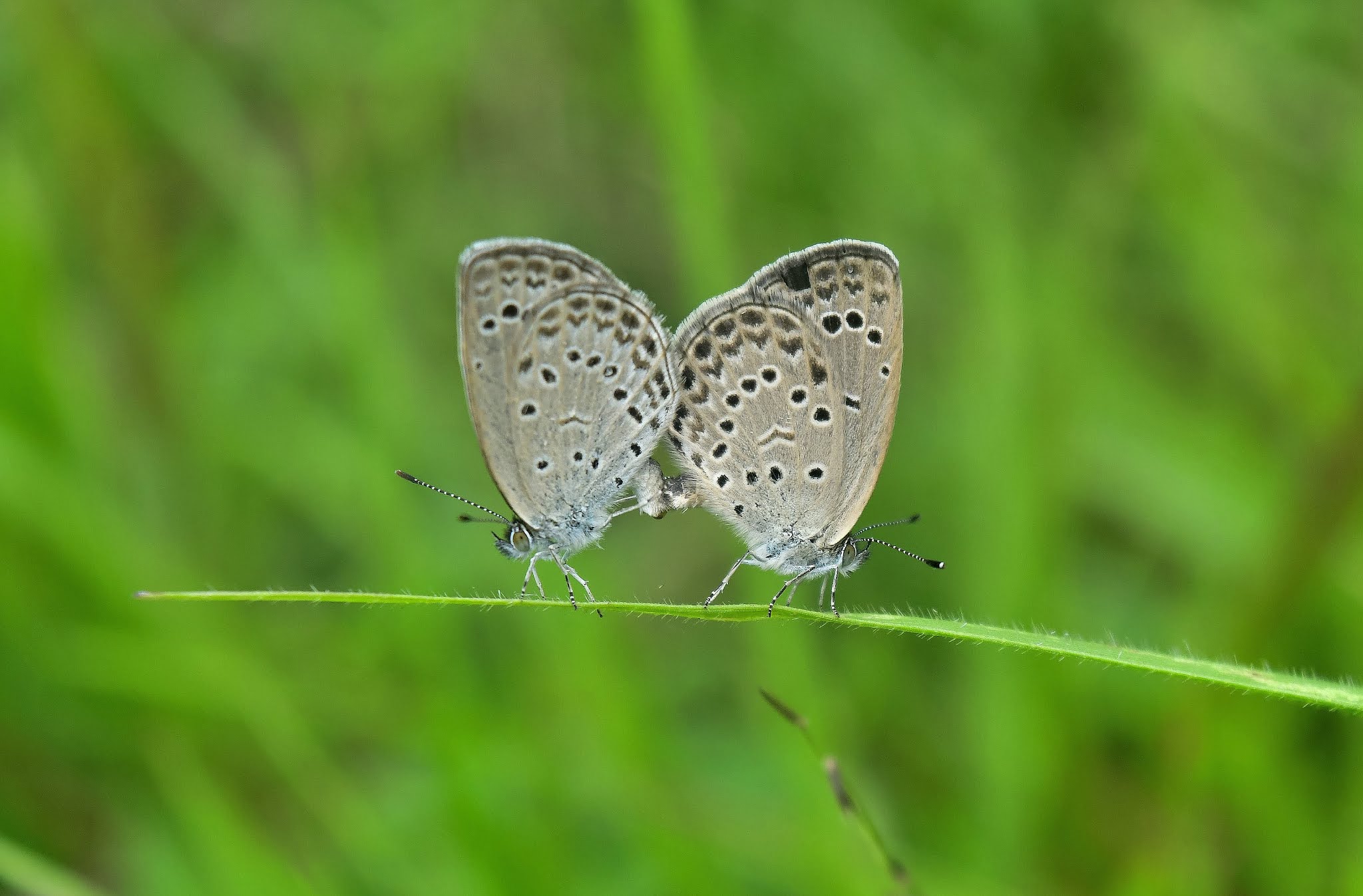 SANEJ PRASAD SUWAL: 2020