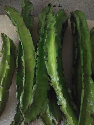 Busy At Indian Kitchen: Pirandai Chutney