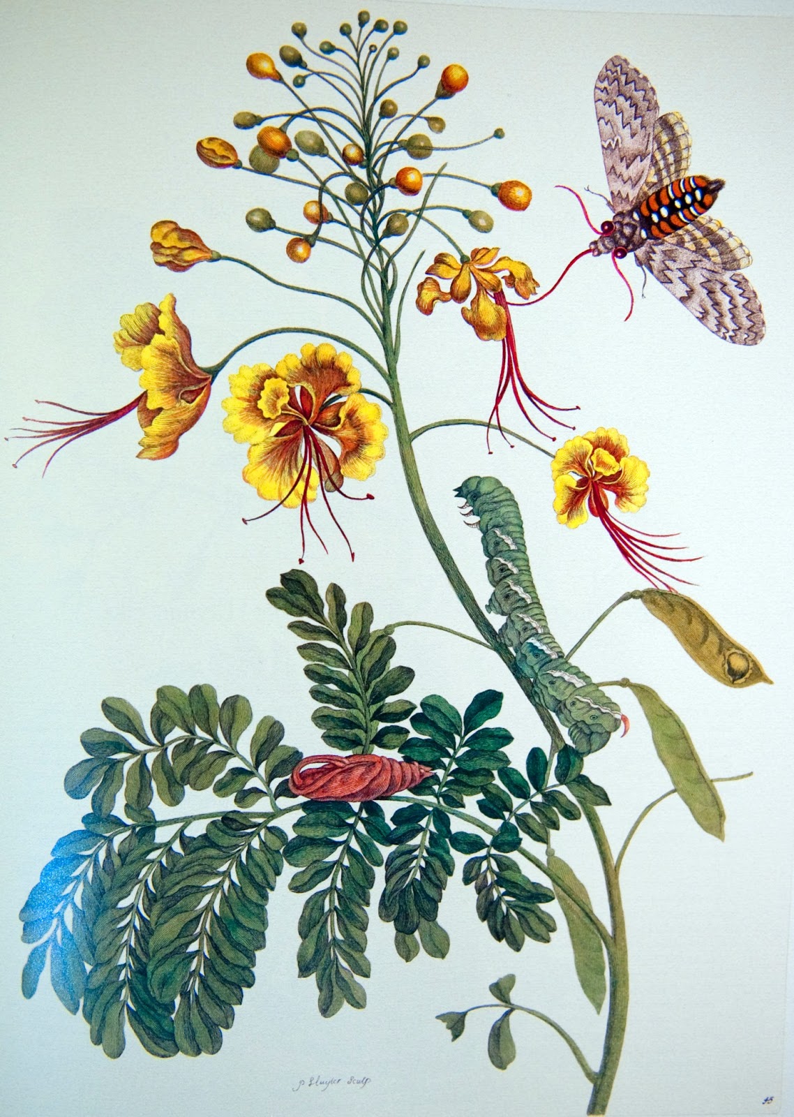 loveisspeed.......: Maria Sibylla Merian (2 April 1647 – 13 January ...