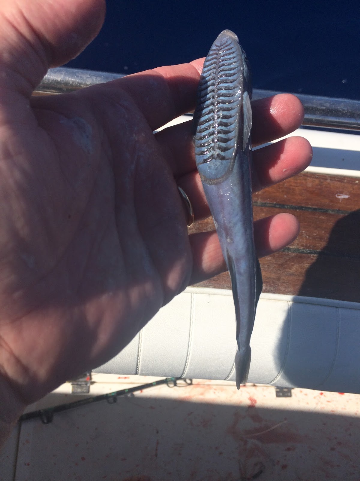 Pescando en la Bahía de Palma
