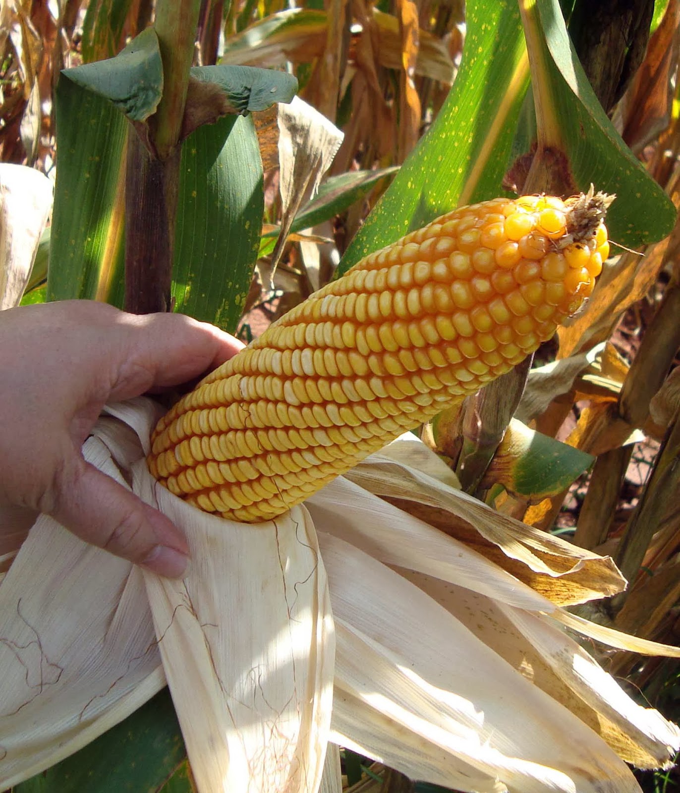 Living with Nature - School on Blog by Dr. Abercio V. Rotor: Corn or ...