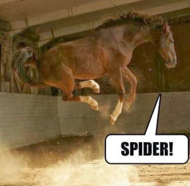 Creekside Equicenter's Horse and Rider Blog: Understanding A Spooked Horse