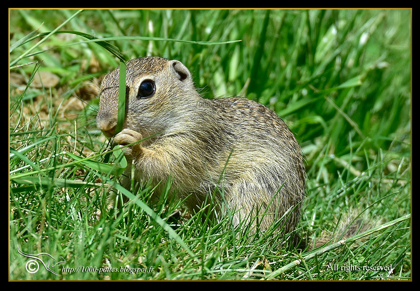 WILDLIFE GATEWAY: Souslik d'Europe