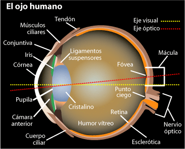 INFOMEDICO: ANATOMÍA DE OJO