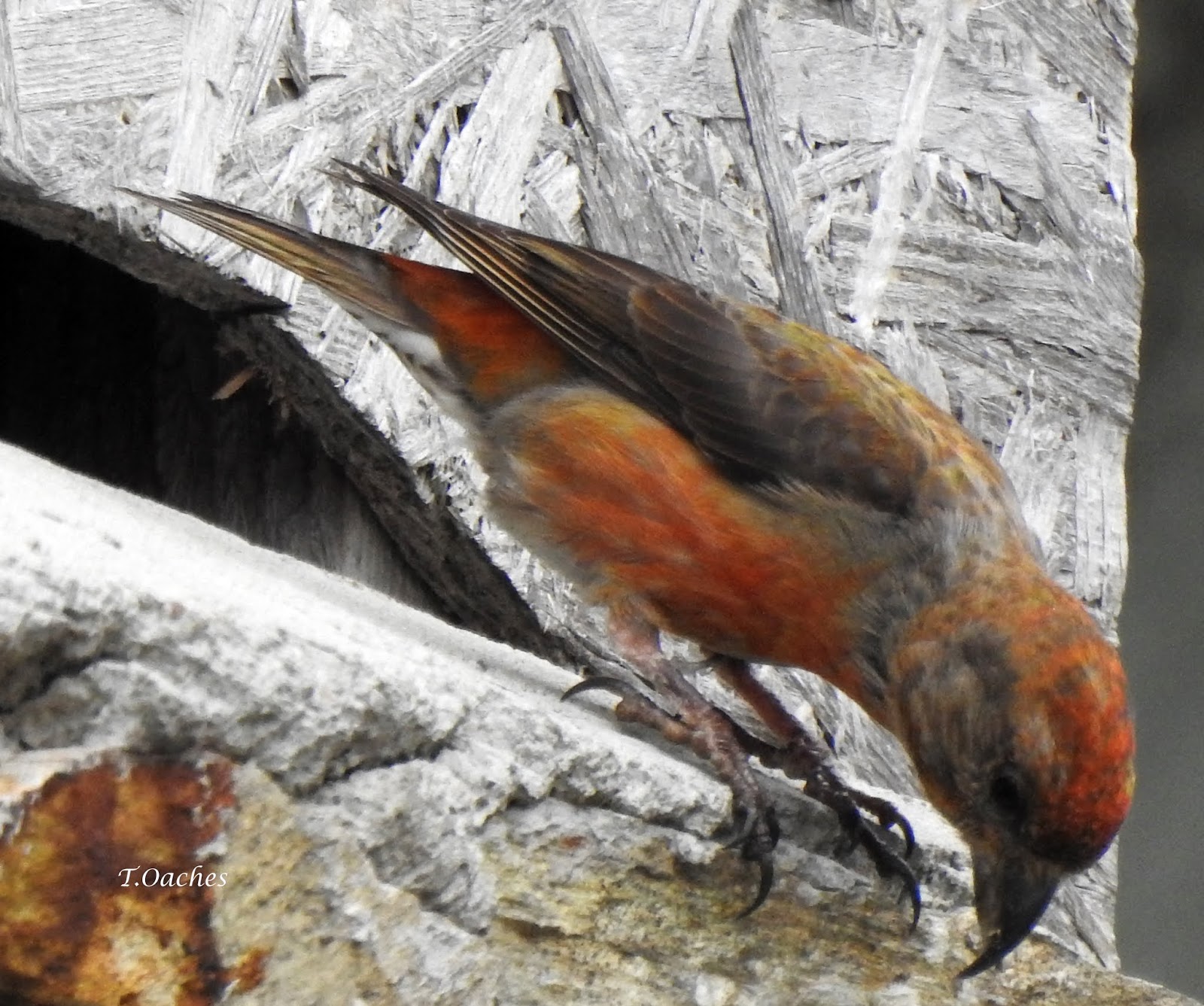 PASARI DIN ROMANIA: FORFECUTA (1), Loxia curvirostra