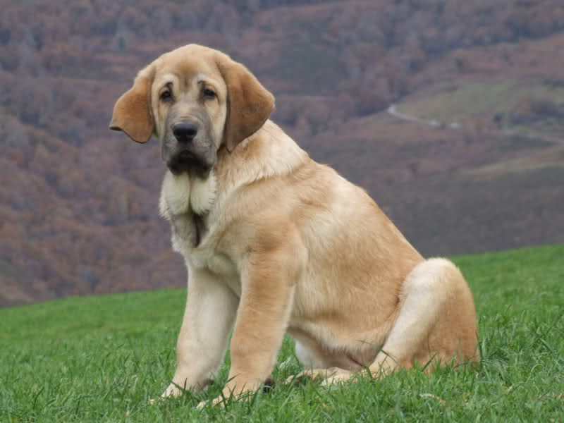 El Mastin Español: Origen del Mastin Español