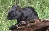 Have you ever seen a black chipmunk?