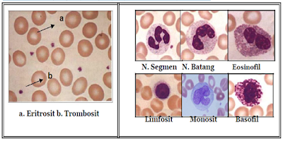 Pemeriksaan Sel Leukosit Pada Sediaan Apus Darah