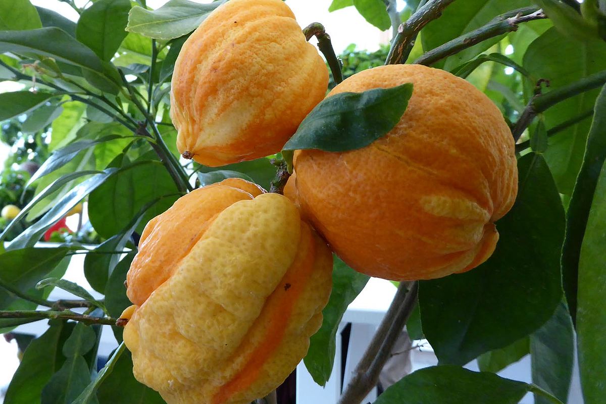 10 of the World's Most Unusual Citrus