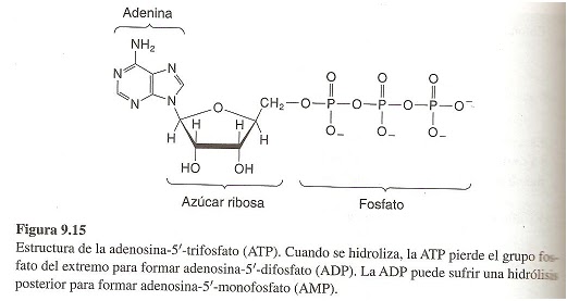 biofisicamolecular: ATP