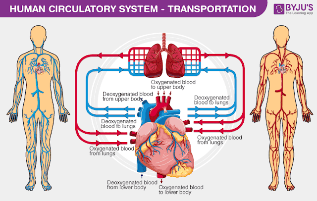 Cardio - Vascular System (Circulatory System) - Yoga and Medical Science