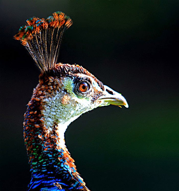 FOTO NATURA HUESCA 2: INDIAN PAEFOWL Pavo cristatus Carl von Linné ...