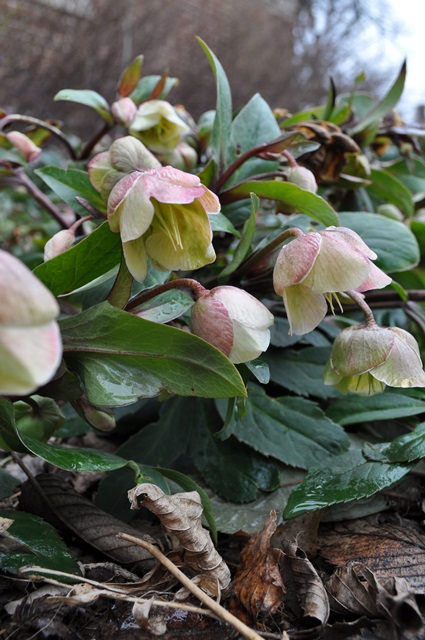 CO-Horts: Hellebores for Colorado