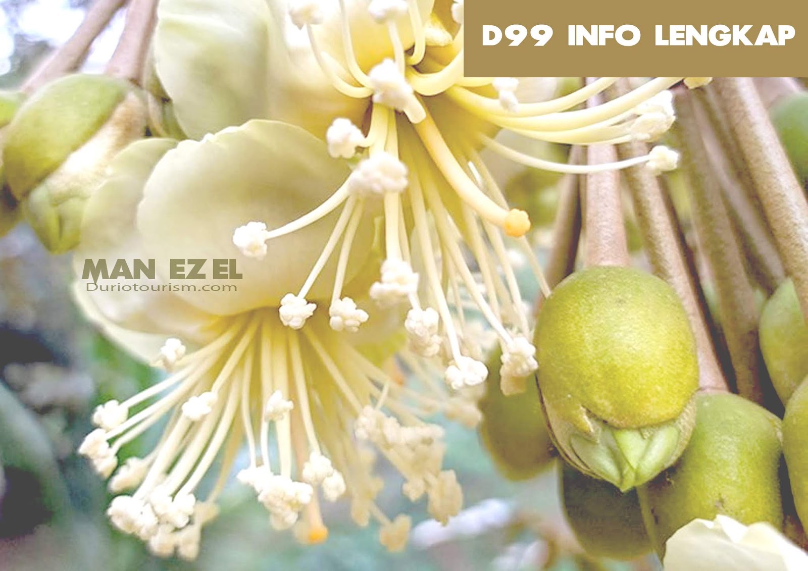 The D99 durian infographic is now complete!