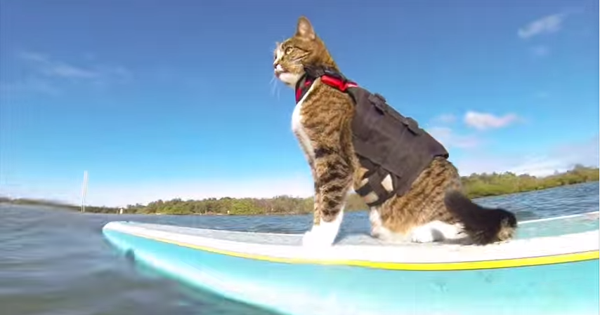 A Surfing Cat in Australia ~ Pawsitively Humane, Inc.