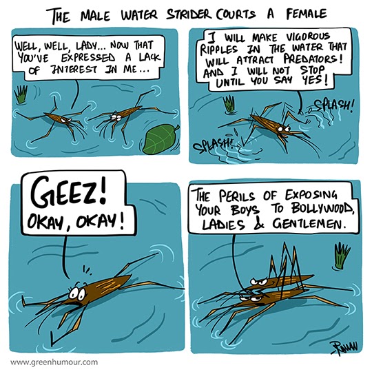 Water Strider Life Cycle