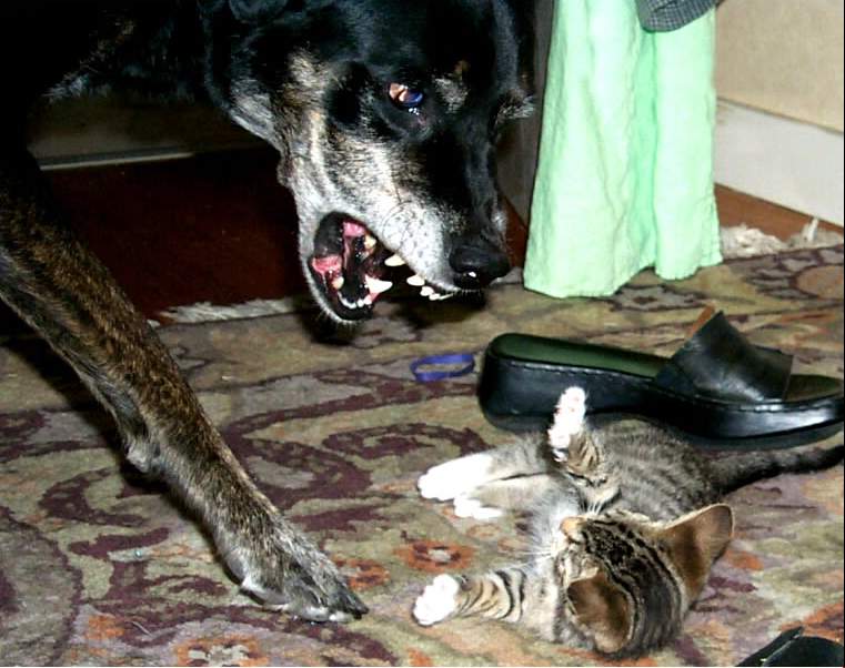 Funny Animal Names Funny Animals funny-animal-names-funny-animals