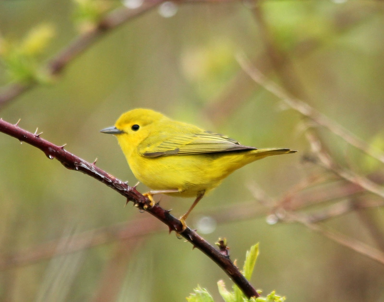 Here and There: Day 145 - 29th May 2017 -Yellow Warbler, Red Eyed Vireo ...