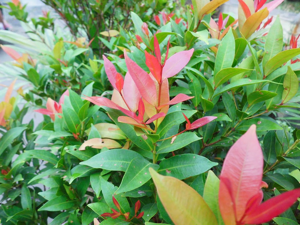 Pucuk Merah Pictures Gallery