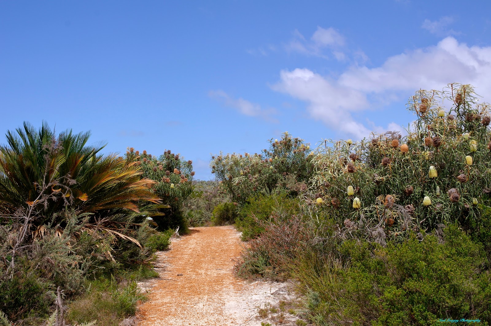 Can Go Around Australia: Stokes Inlet National Park, WA.