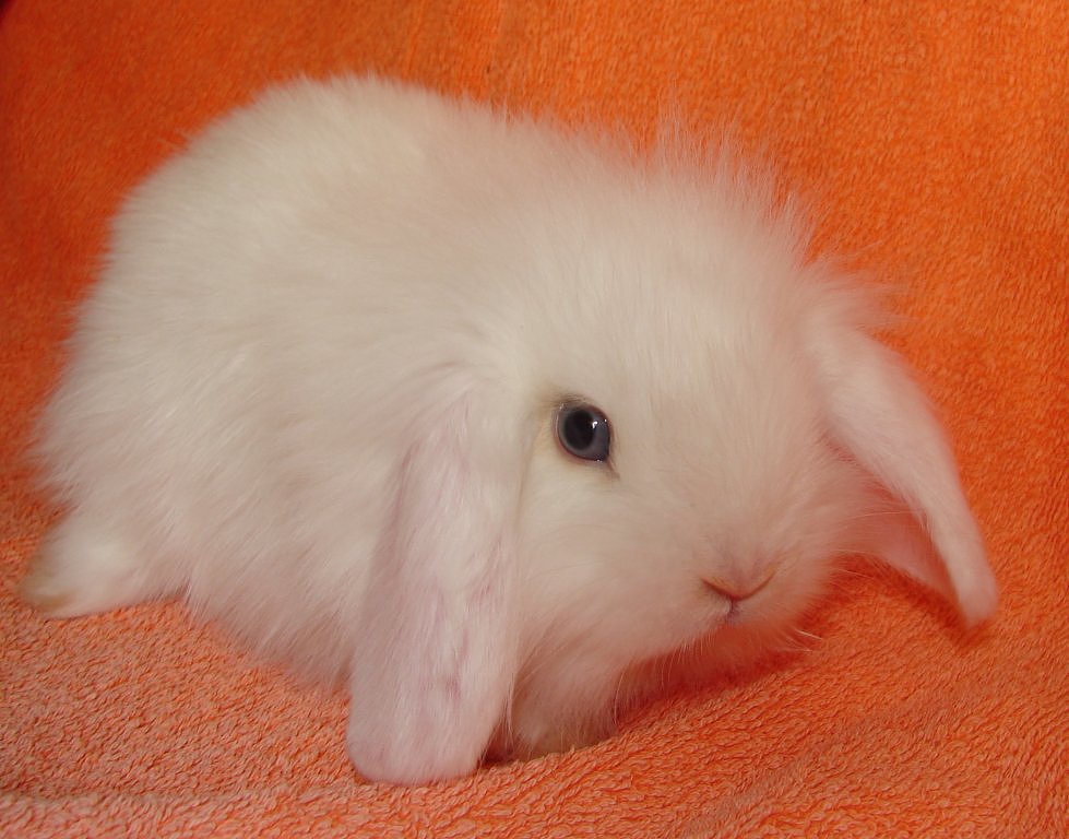 COMO CUIDAR A UN CONEJO BEBE: CUIDADOS PARA UN CONEJITO BEBE