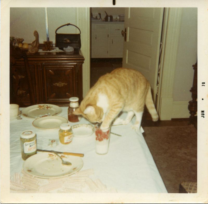Found Snaps Capture Lovely Moments of "a Cat at Home" in the Early ...