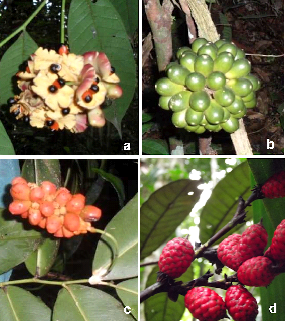 Diversidade de frutos da região do ALTO JURUÁ, ACRE, BRASIL ...