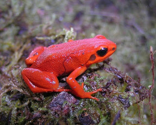 47 Gambar Katak Comel Berwarna-warni, Boleh Dikoleksi! | Info Bermanfaat