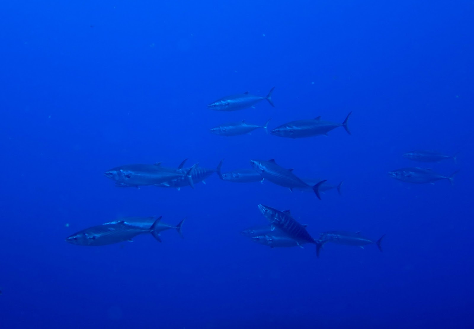 Mergulho num dos melhores spots da Europa, Ilhéus das Formigas Açores