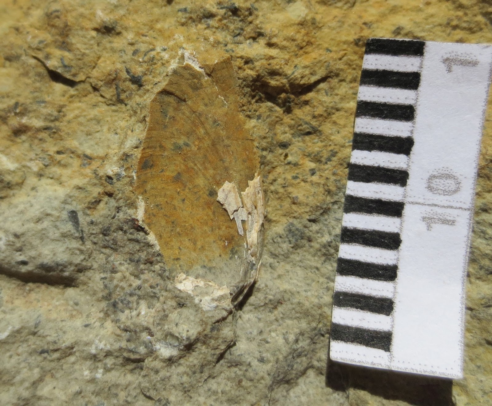 Equatorial Minnesota: 2016