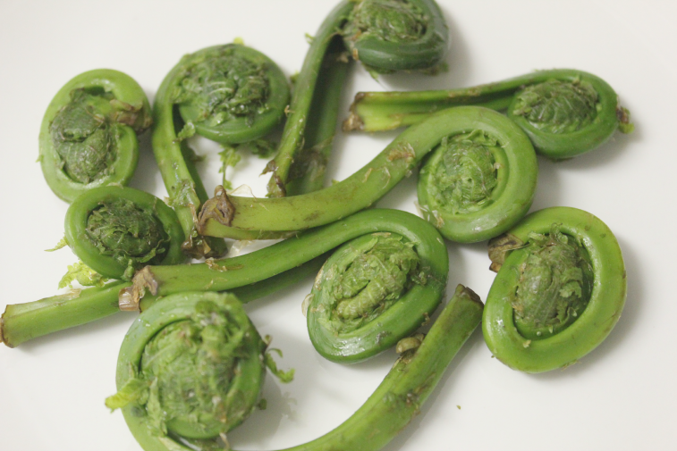 What the Fiddlehead?! | To & Fro