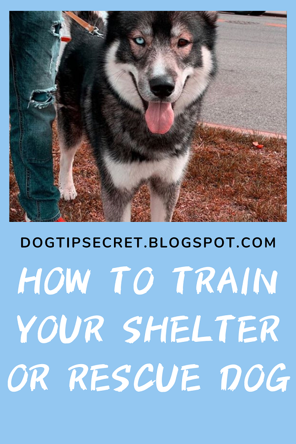 How to Train Your Shelter or Rescue Dog - Dog Training Tips | Dog Tips ...