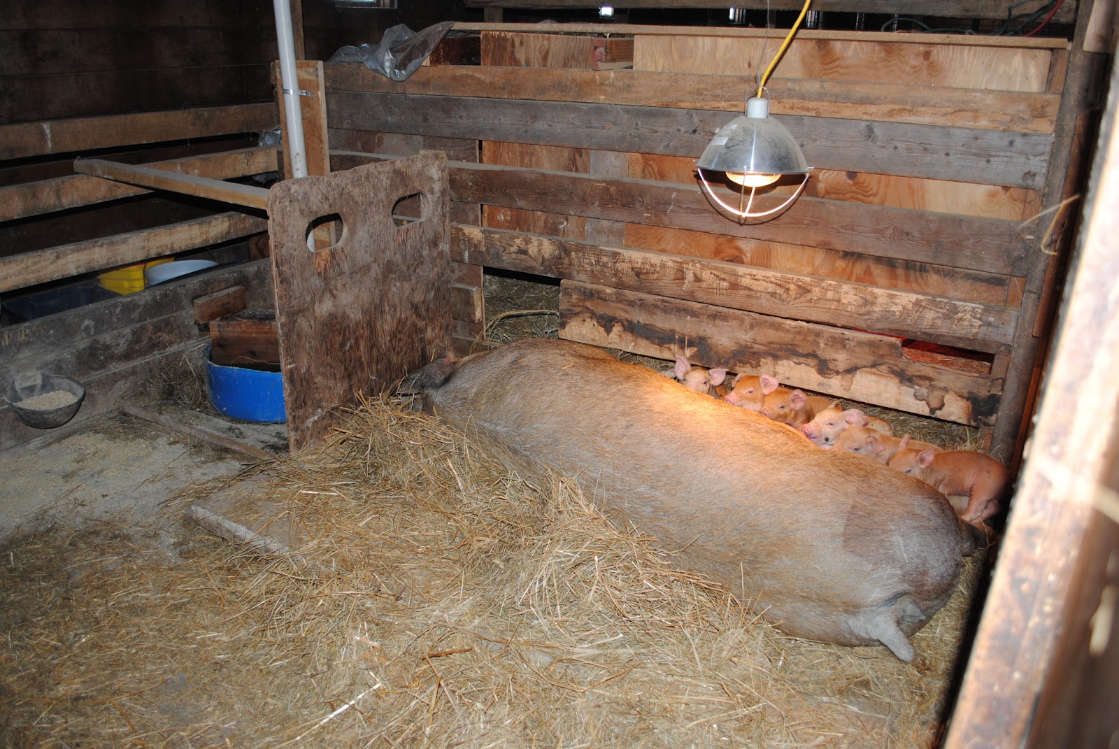 Red's (pig) farrowing Part 2 - A Farmish Kind of Life