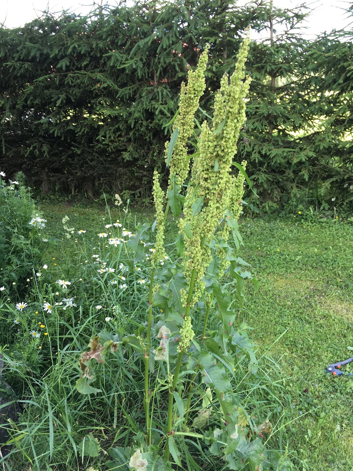 Planter i bestemors hage: Ugress