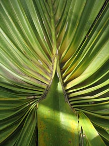 PLANT FAMILIES OF PUERTO RICO AND FLORIDA PAPO VIVES: PALMAE =ARECACEAE ...